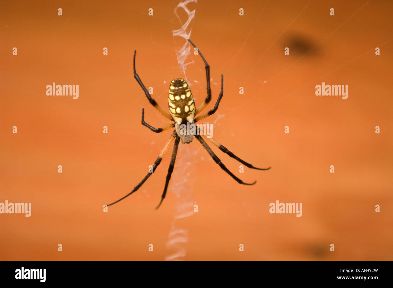 Black and Yellow Garden Spider Argiope aurantia at a cabin on Lake ...
