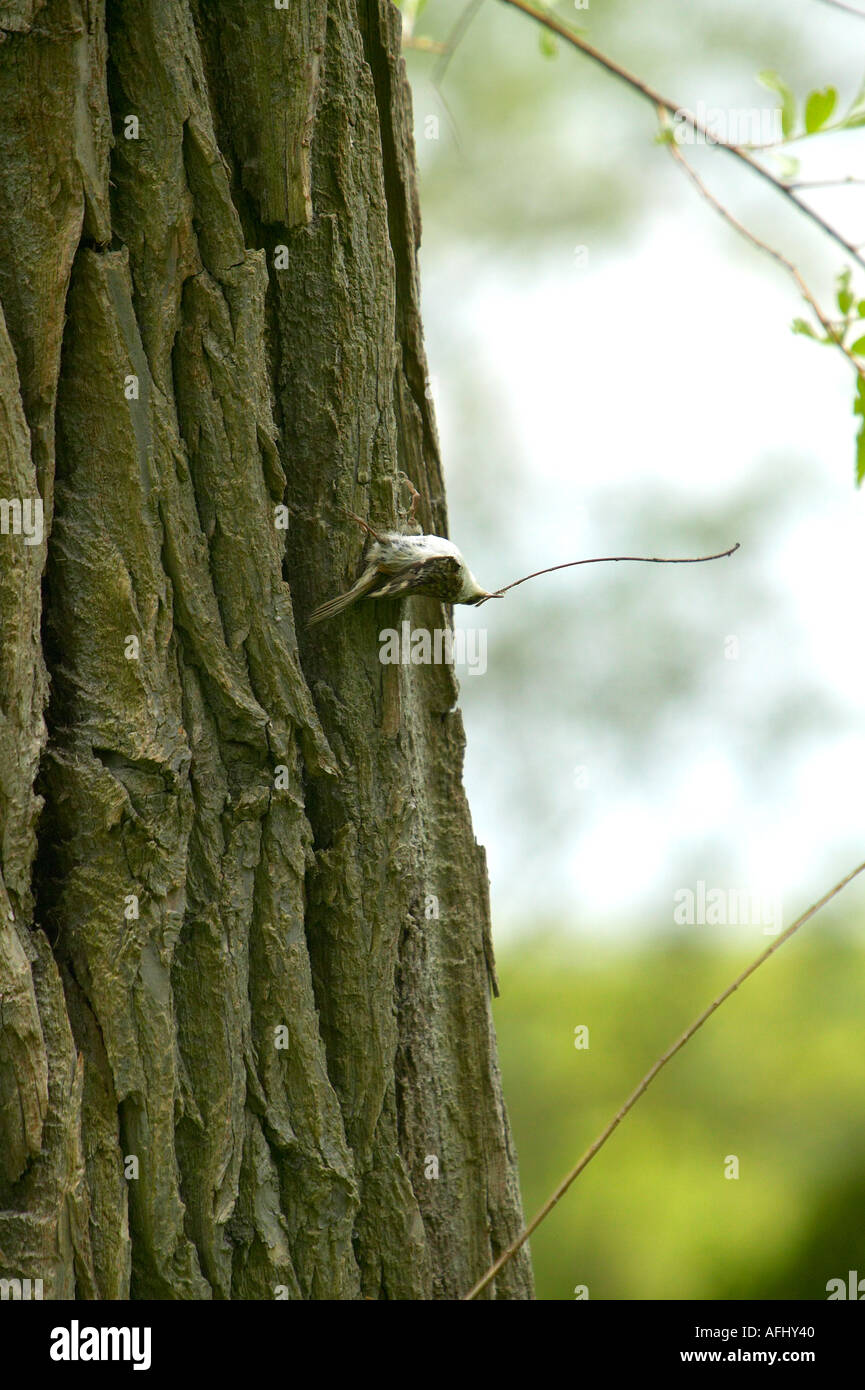 Certhia familiaris nest hi-res stock photography and images - Alamy