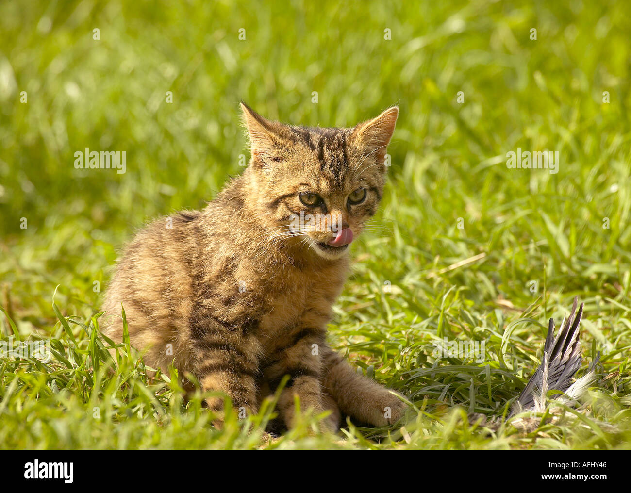 Cute little Scottish Wildcat kitten (Felis sylvestris) sitting on grass ...