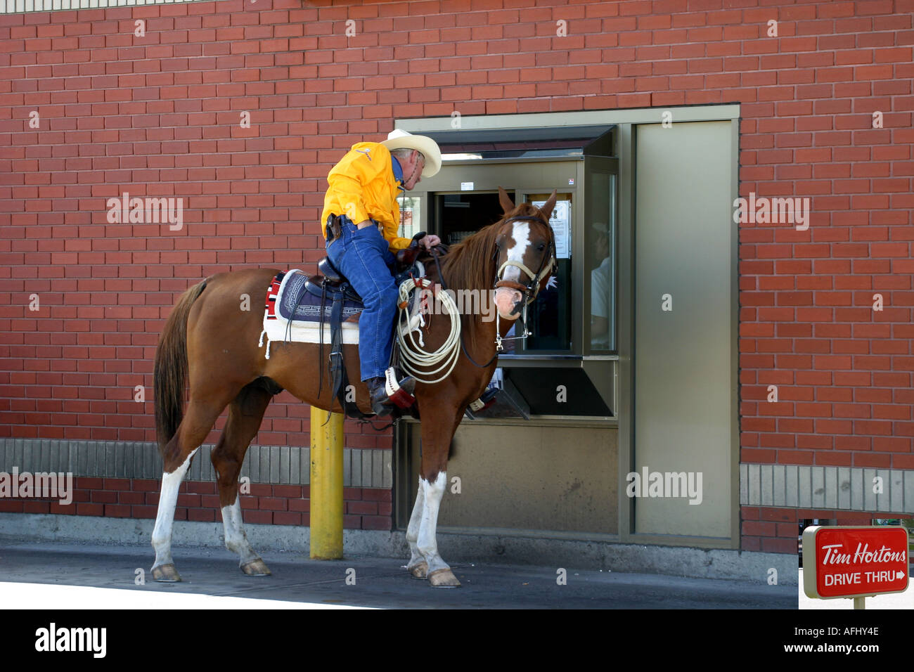 COFFEE TIME; HORSE AND RIDER STOP BY A COFFEE SHOP DRIVE THROUGH Stock ...