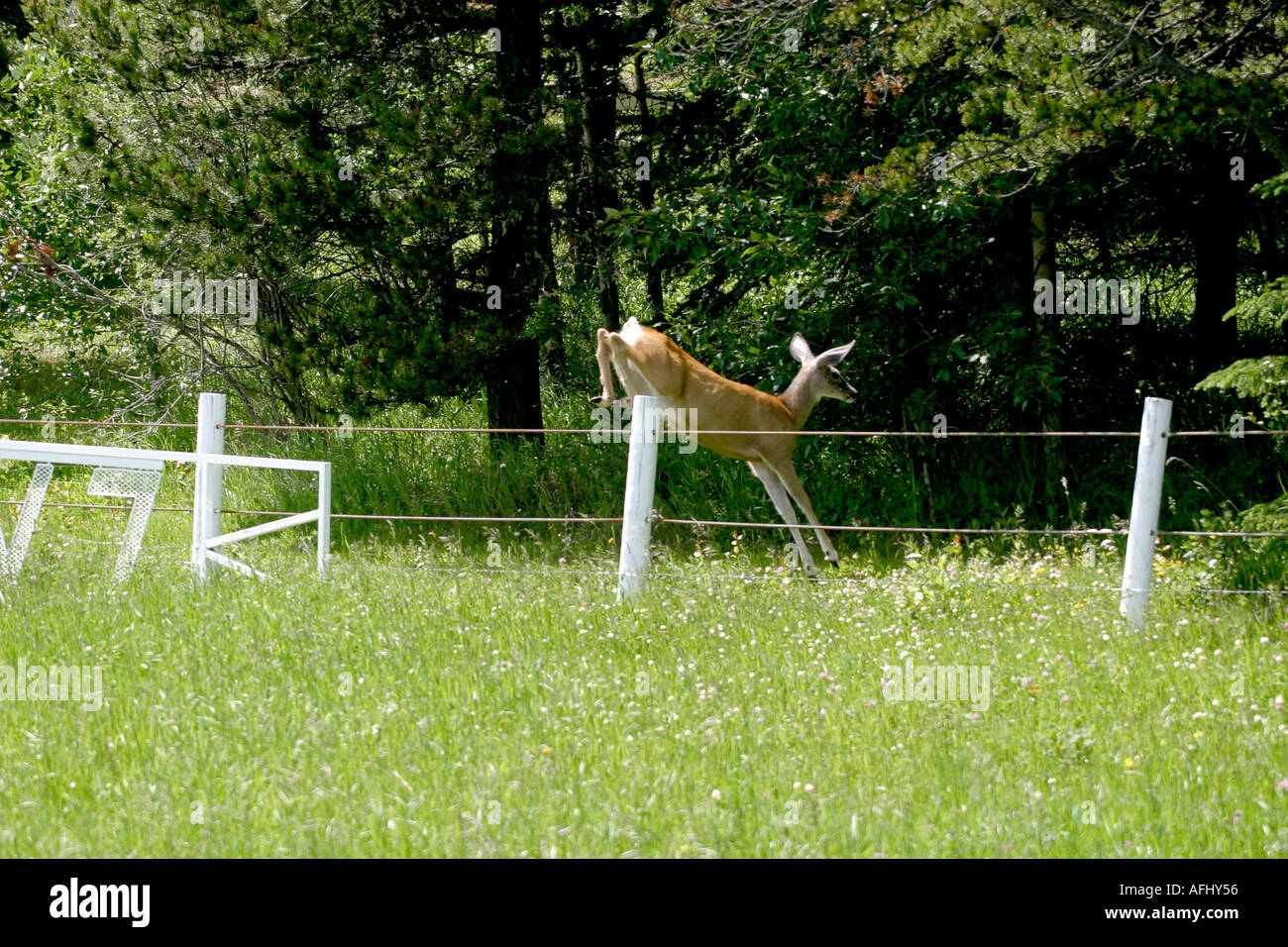 Doe jumping fence hi-res stock photography and images - Alamy