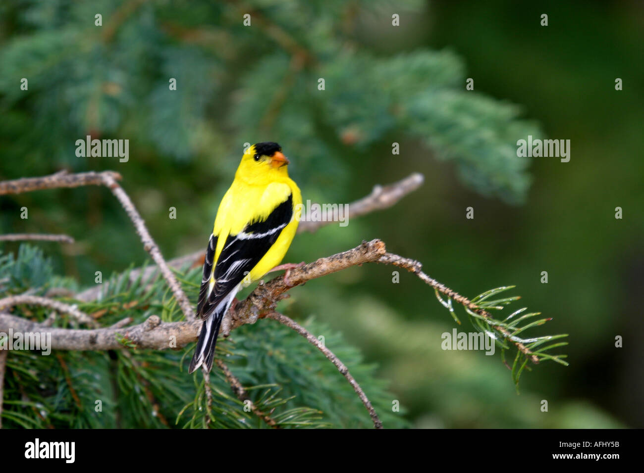 Gold finch flying hi-res stock photography and images - Alamy