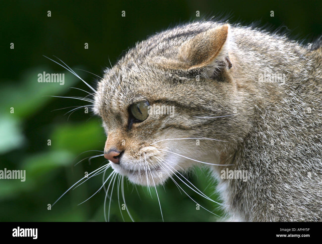 An adult Scottish Wildcat (Felis sylvestris) with an aggressive ...