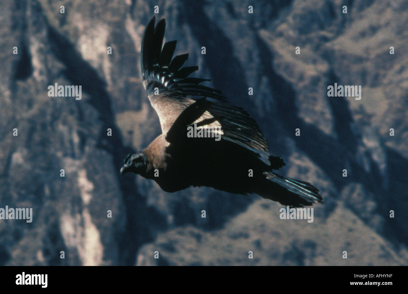 Condor Colca Canyon Peru Stock Photo - Alamy