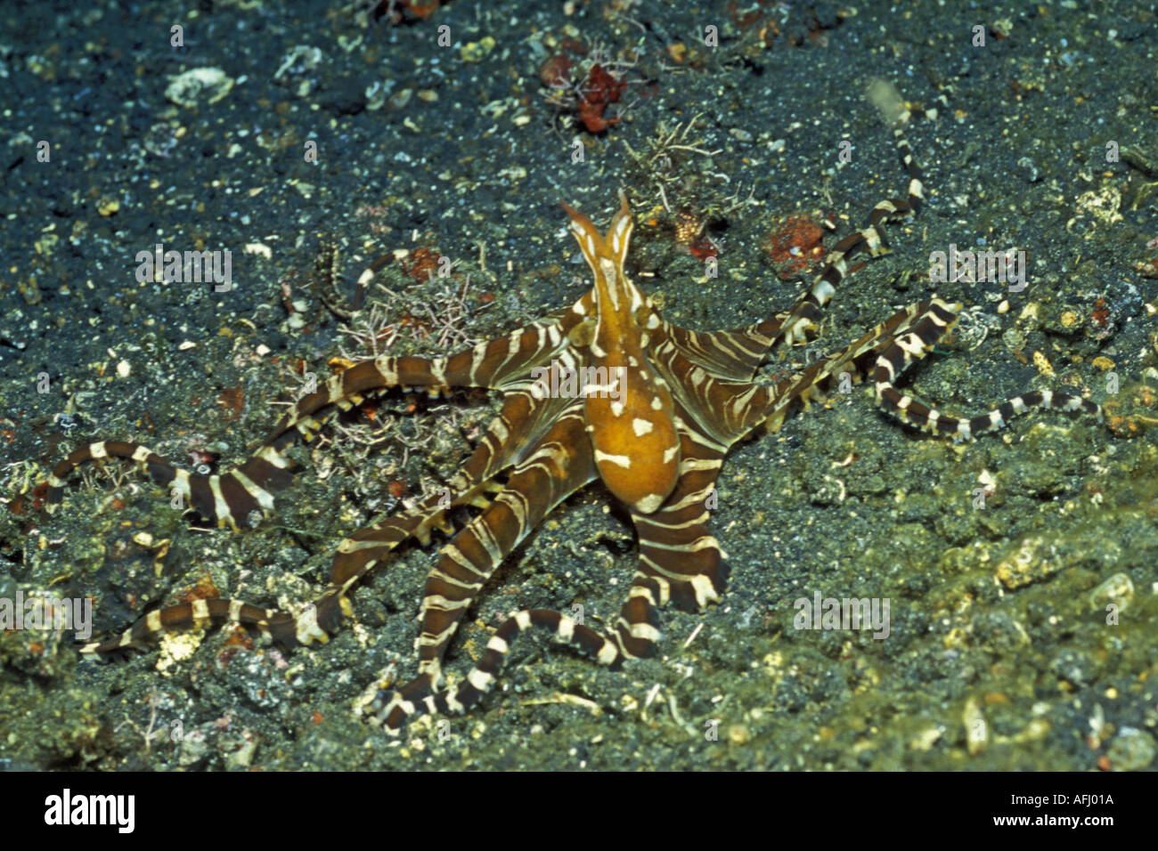 Wonderpuss Octopus Octopus sp Lembeh Straits Indonesia Stock Photo - Alamy