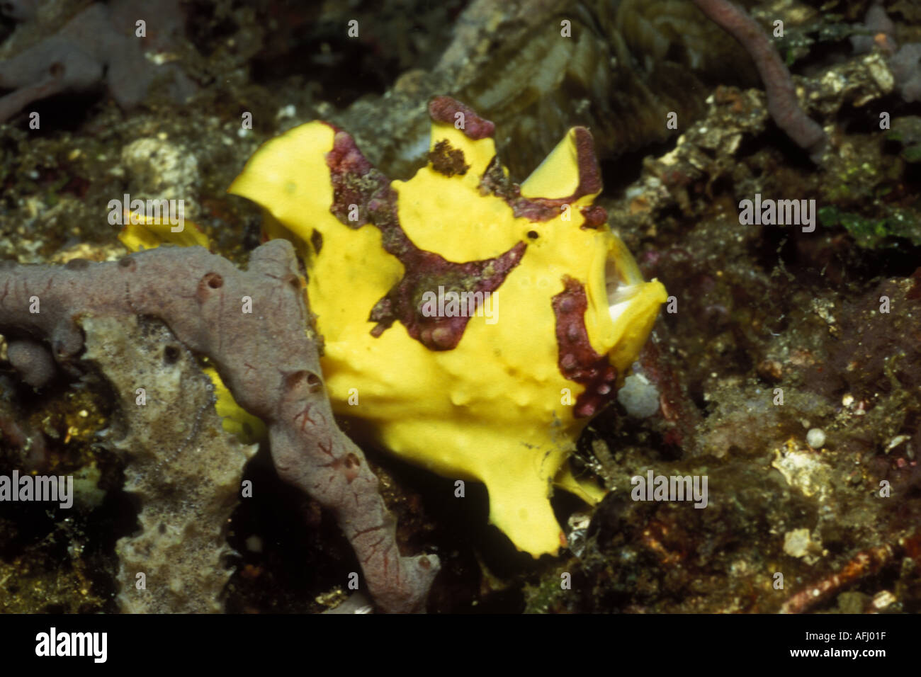 Warty Frogfish Antennarius maculatus Lembeh Straits Indonesia Stock ...