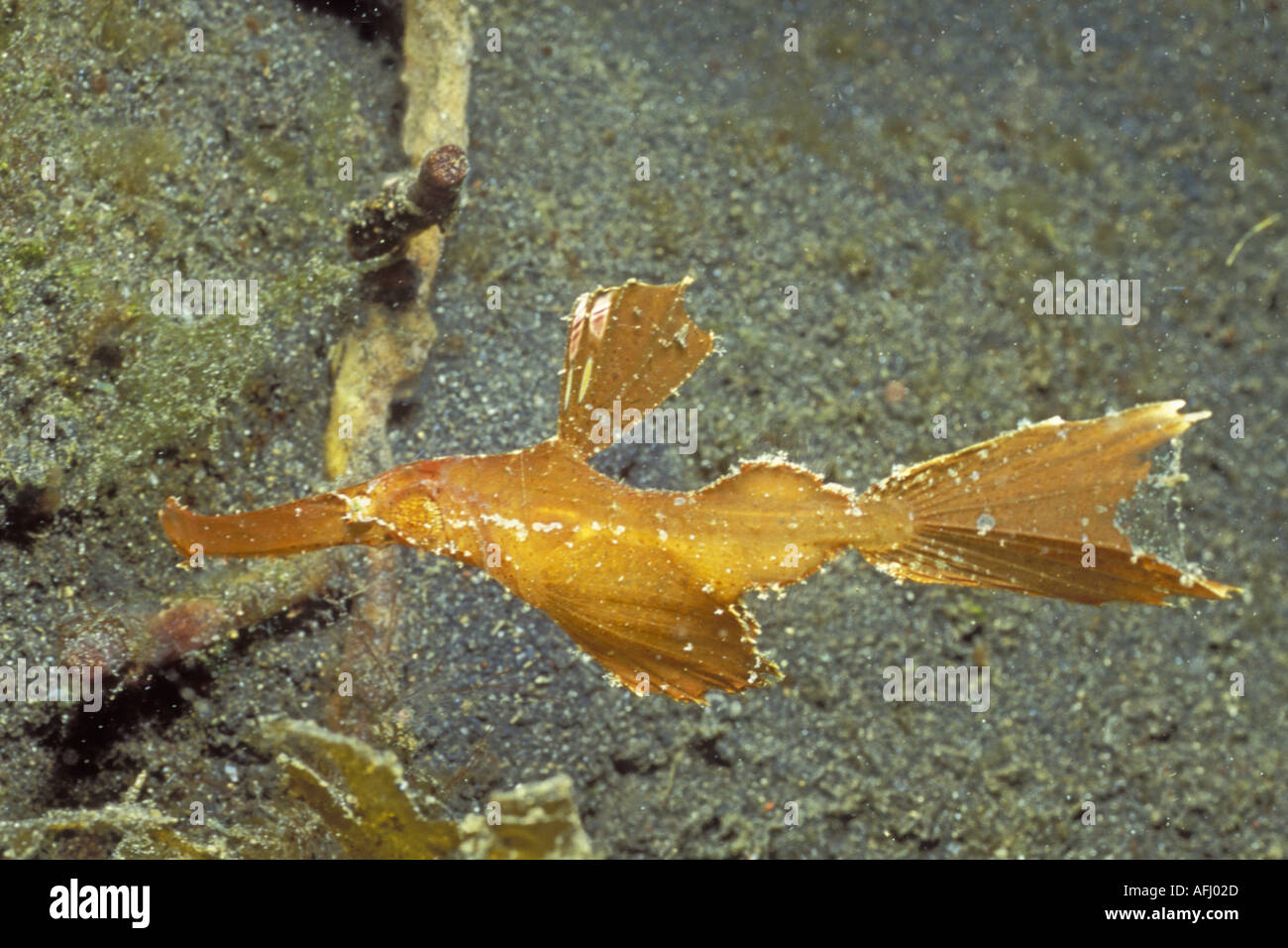 Robust Ghost Pipefish Solenostomus Cyanopterus Stock Photos & Robust ...