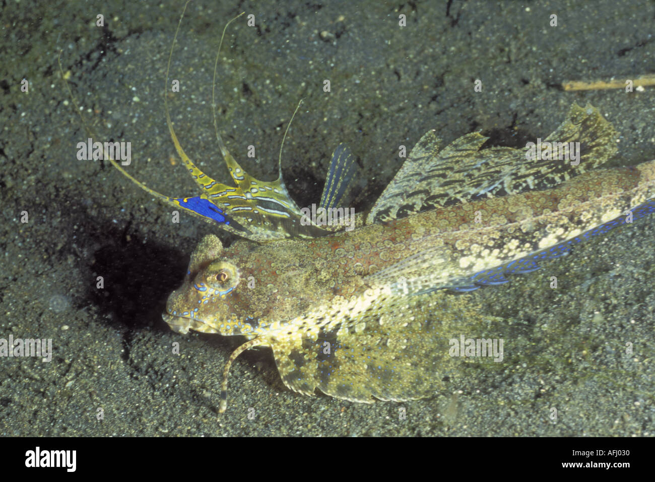 Fingered dragonet dactylopus dactylopus hi-res stock photography and ...