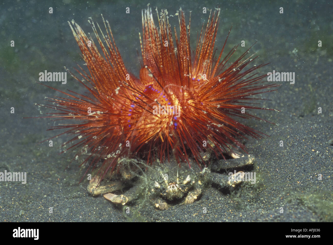 Carrier Crab holds Sea Urchin on its back for protection Lembeh Straits ...