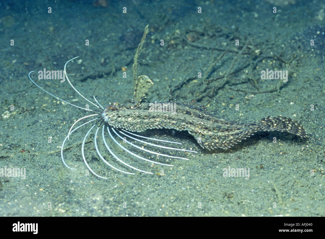 Cockatoo Flounder extends dorsay fin rays as protection to appear ...