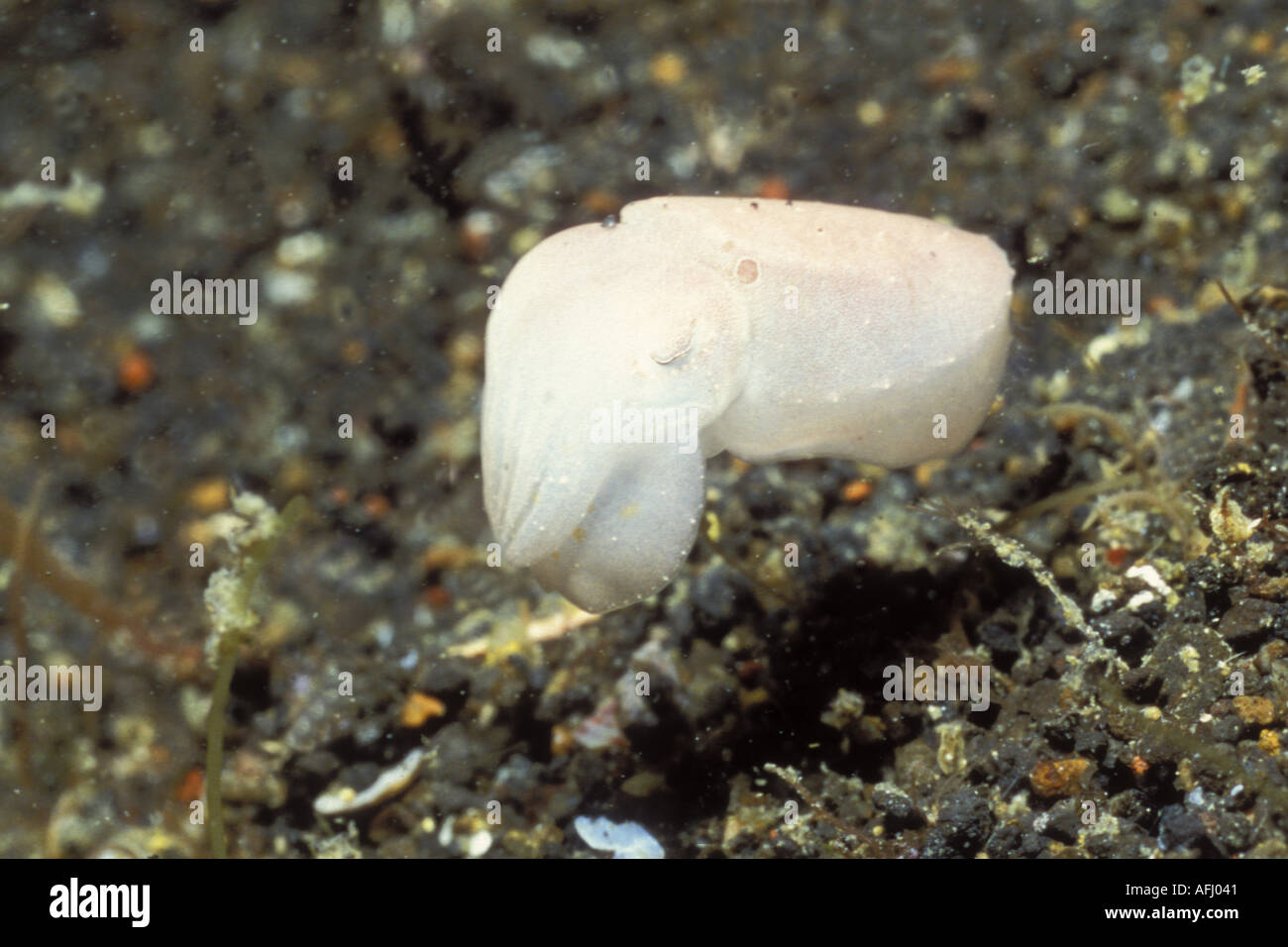 Pygmy Cuttlefish High Resolution Stock Photography and Images - Alamy