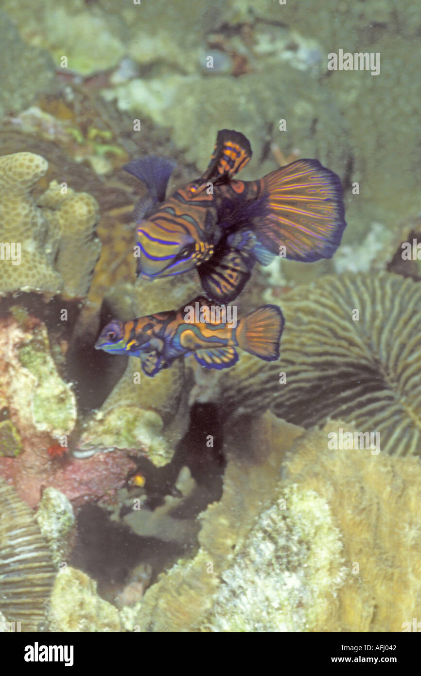Mating mandarinfish hi-res stock photography and images - Alamy