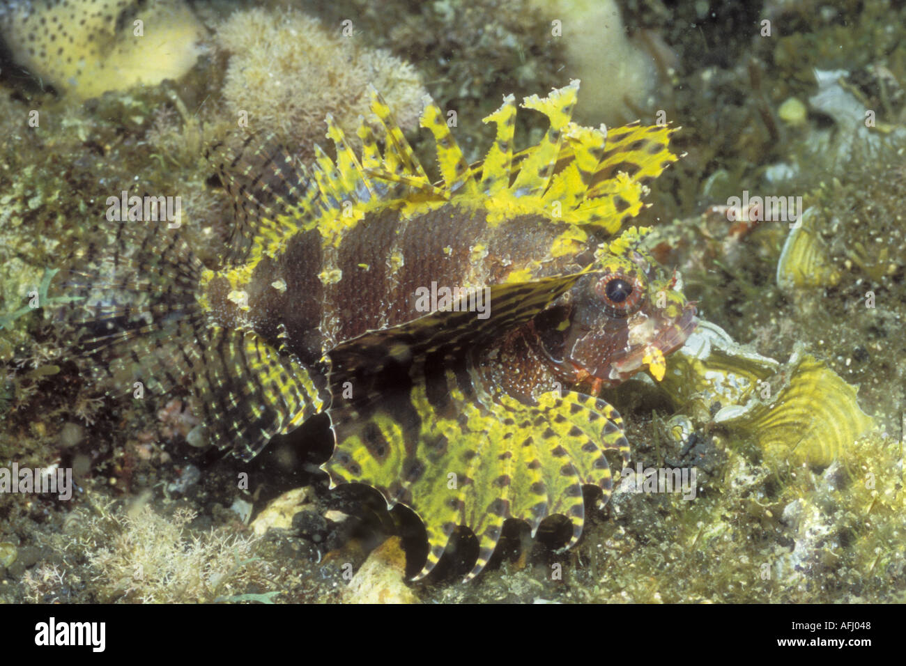 Dwarf Lionfish yellow phase Dendrochirus brachyperus Lembeh Straits ...
