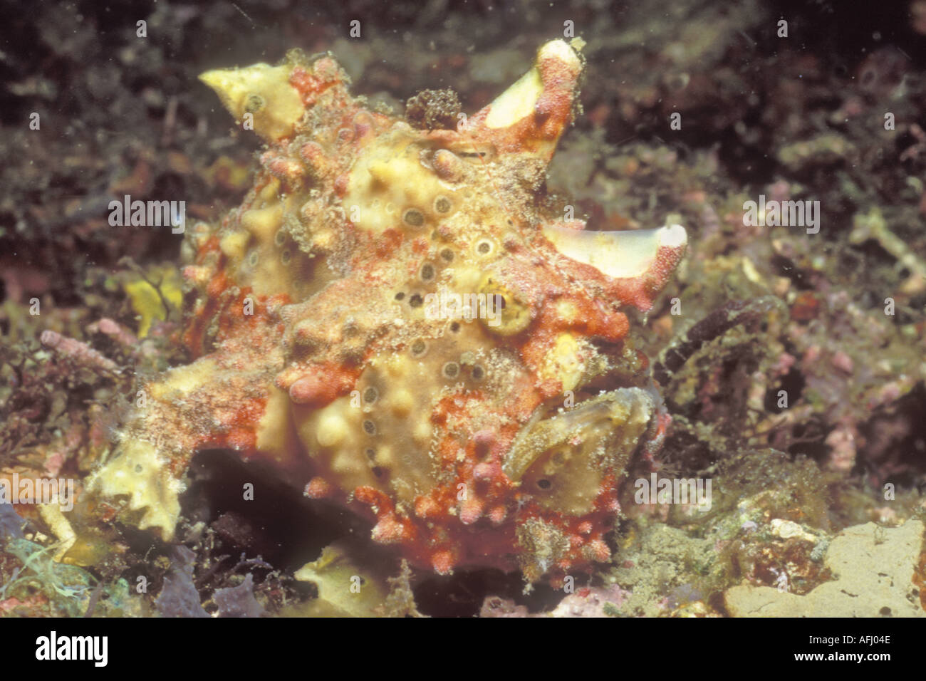Warty Frogfish Antennarius maculatus Lembeh Straits Indonesia Stock ...