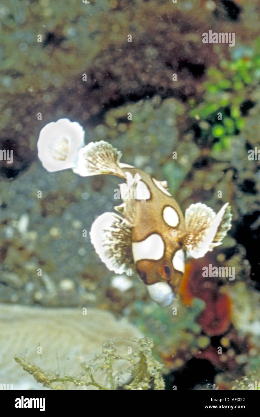 Many spotted Sweetlips juvenile form Pleatorhinchus chaetodonoides ...
