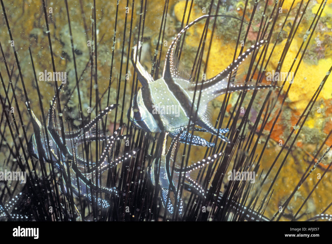 Banggai Cardinalfish protected by Sea Urchin spines Pterapogon kaudemi ...