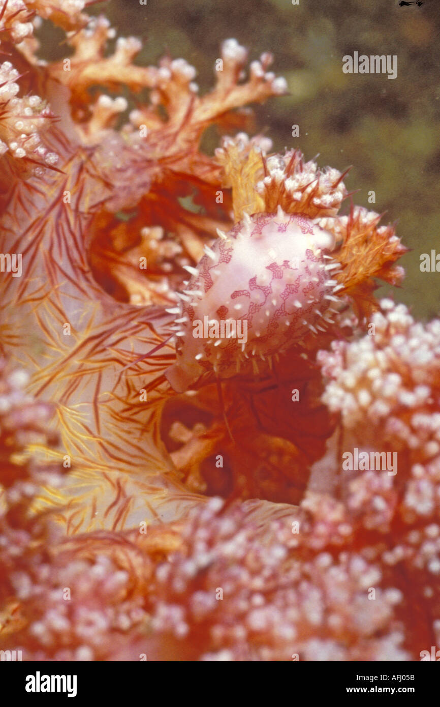 Pseudosimnia sp hi-res stock photography and images - Alamy