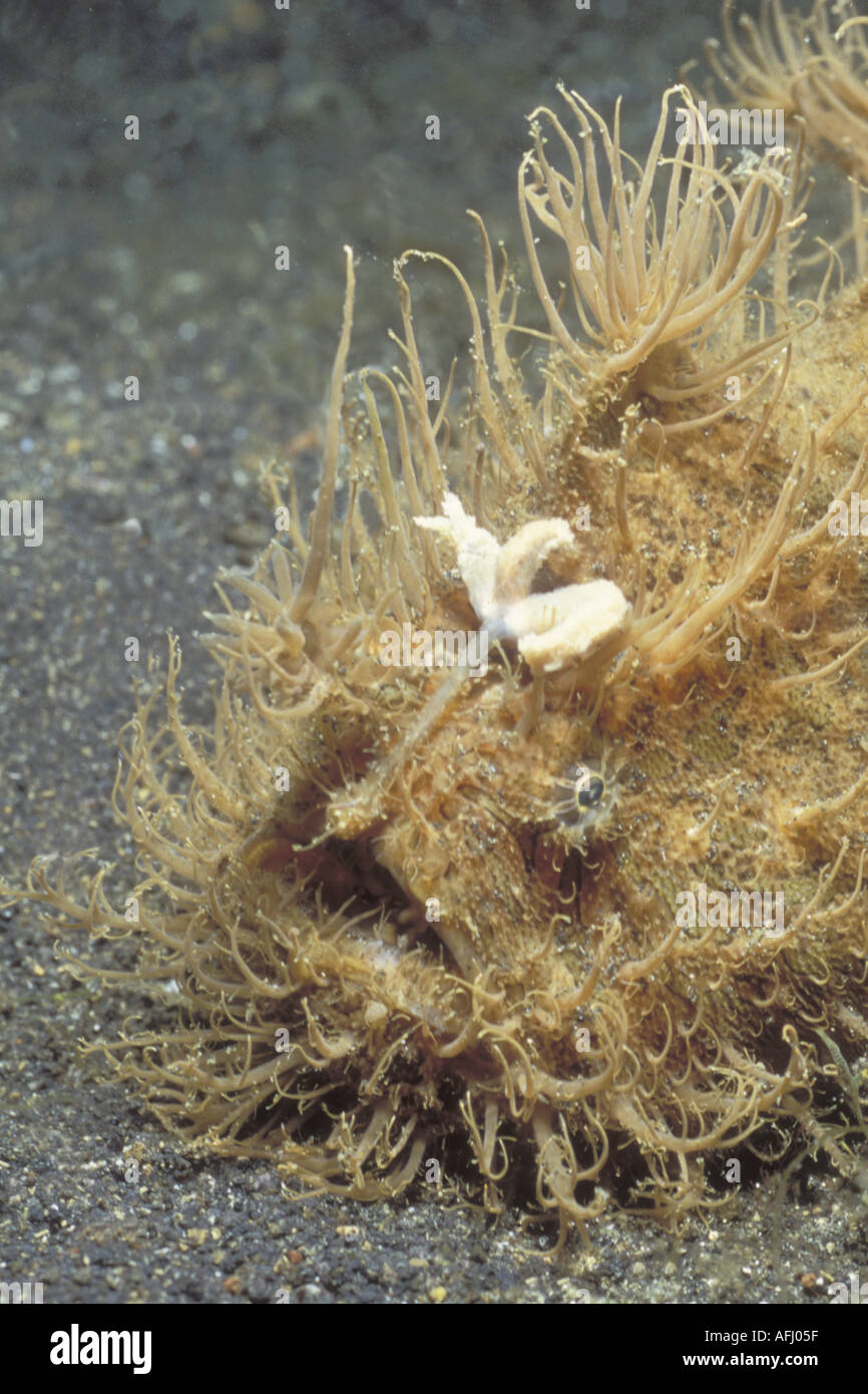 Hairy appendage hi-res stock photography and images - Alamy