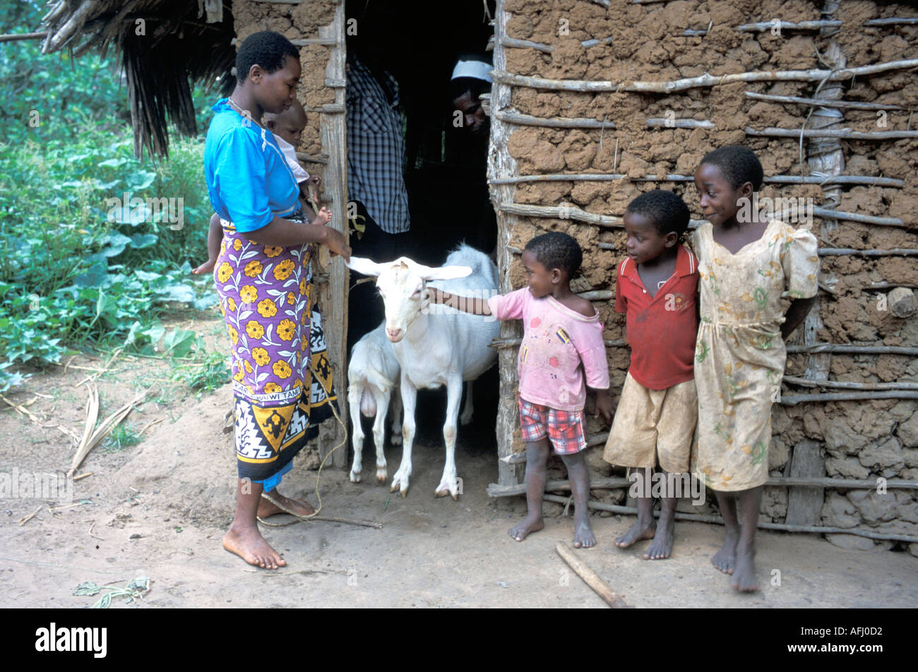Heifer international goat hi-res stock photography and images - Alamy