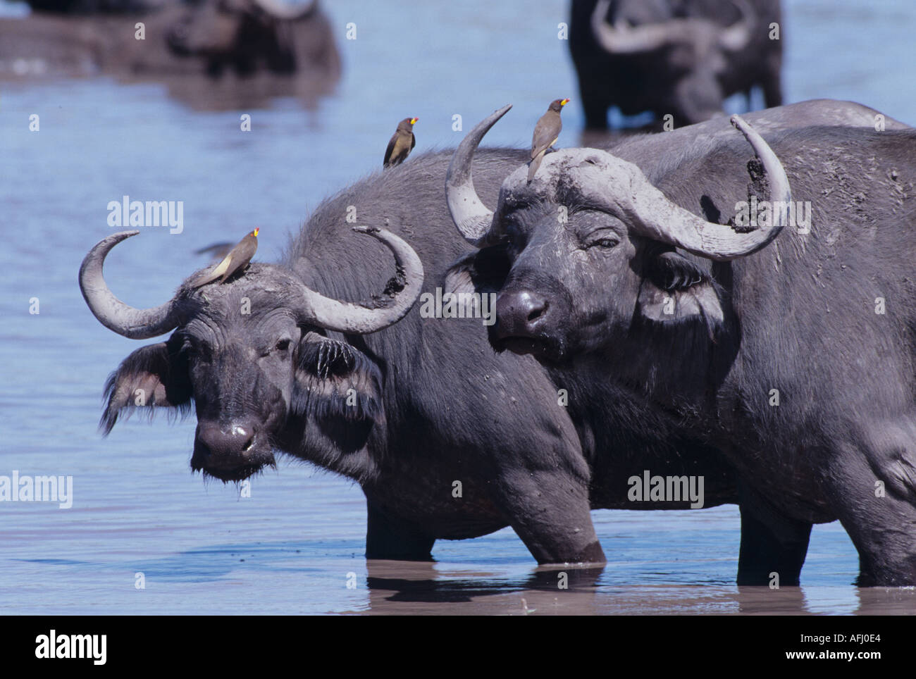African ox hi-res stock photography and images - Alamy