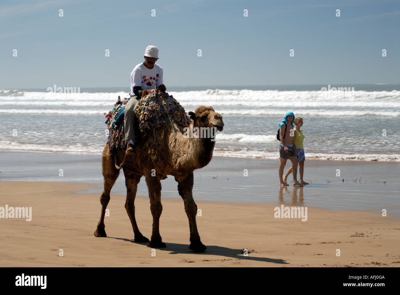 man riding a camel on the beach Essaouira north Atlantic Morocco North ...