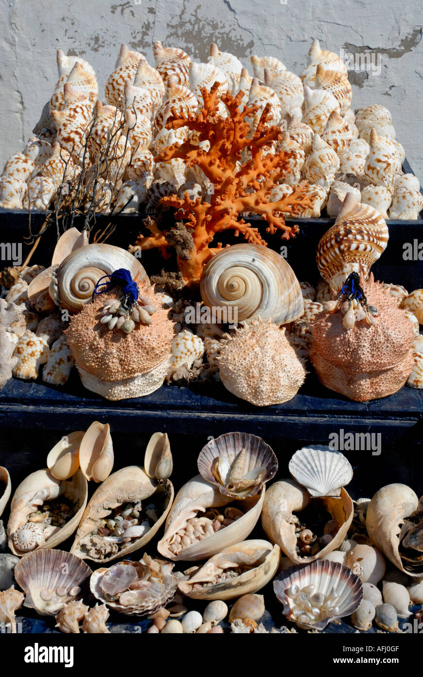 Shell trade marine curios hi-res stock photography and images - Alamy
