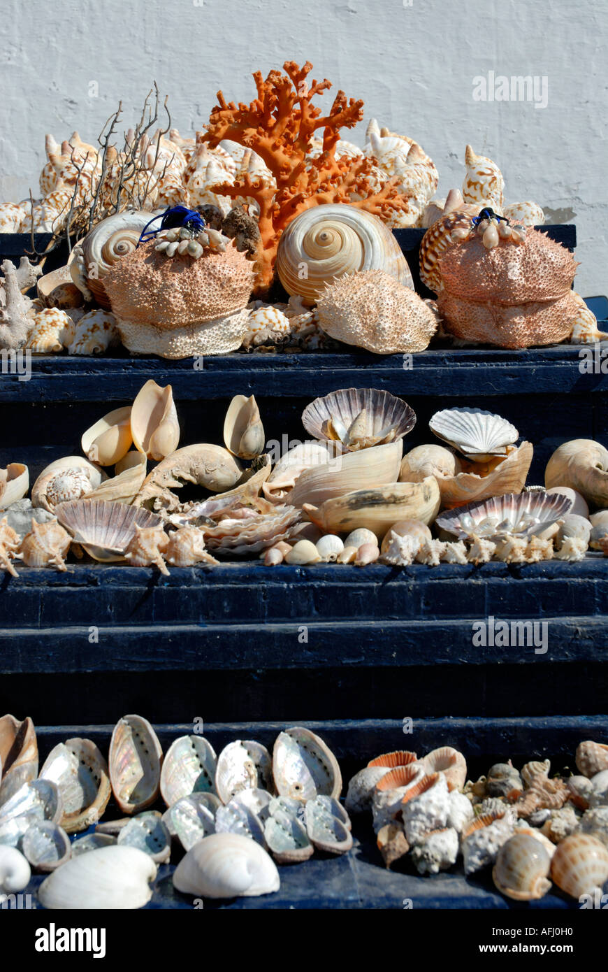 Shell trade marine curios hi-res stock photography and images - Alamy