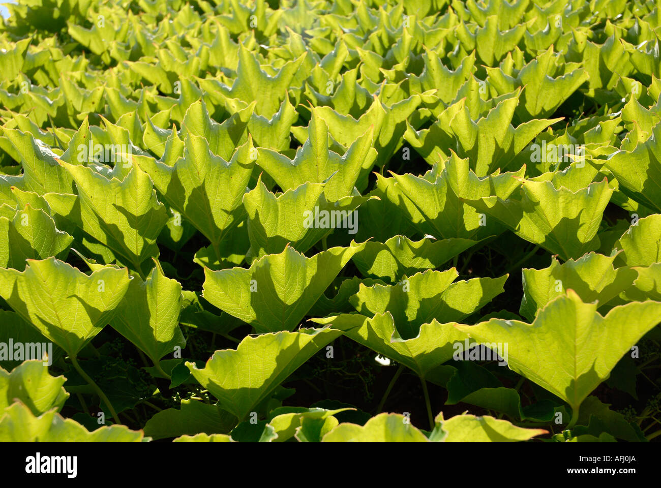 Leaves 2 hi-res stock photography and images - Alamy