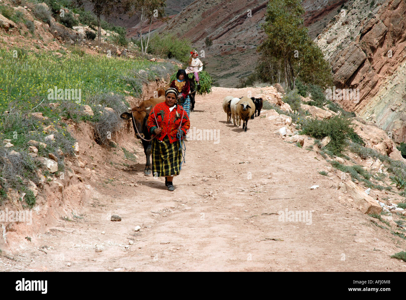 Berber terracing hi-res stock photography and images - Alamy