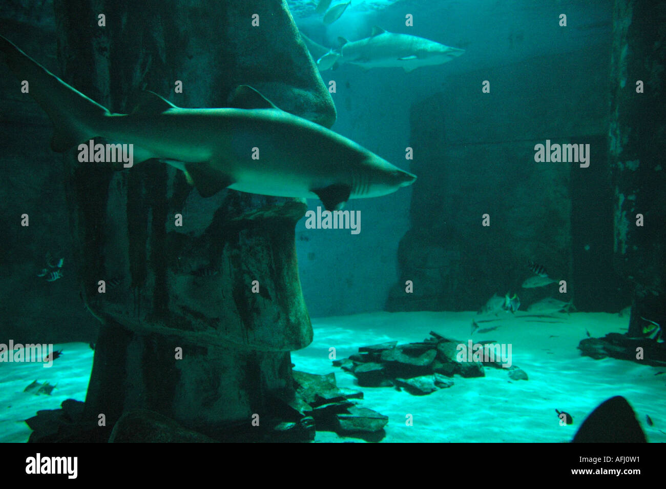 Shark tank australia hi-res stock photography and images - Alamy