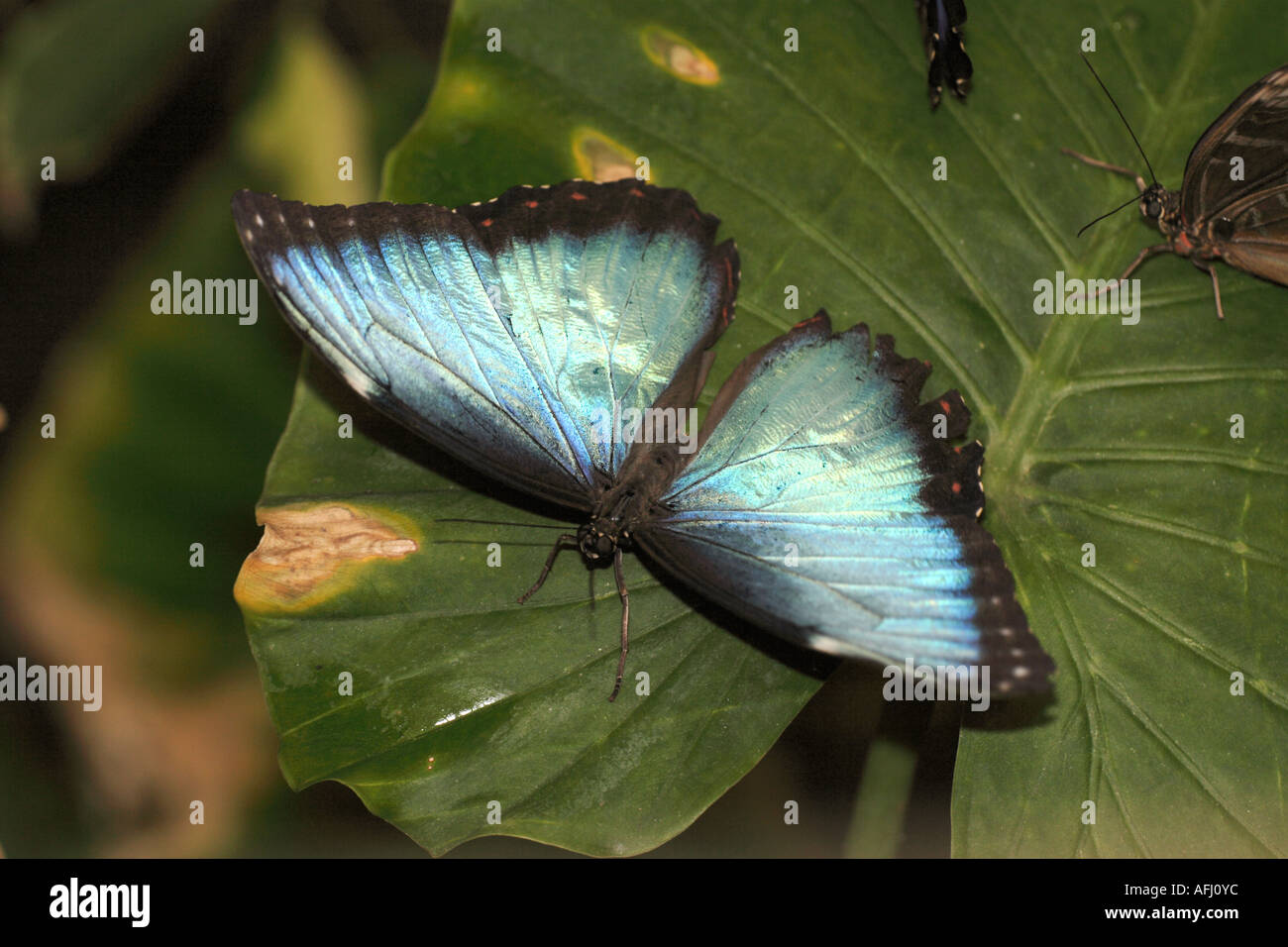 Common Morpho on green leaf Stock Photo - Alamy