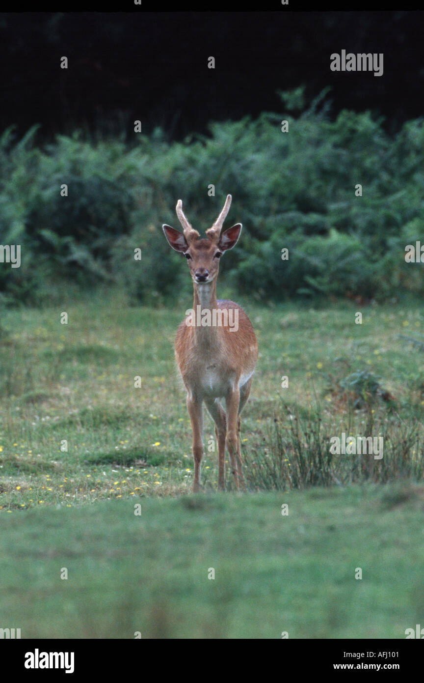 Pricket hi-res stock photography and images - Alamy