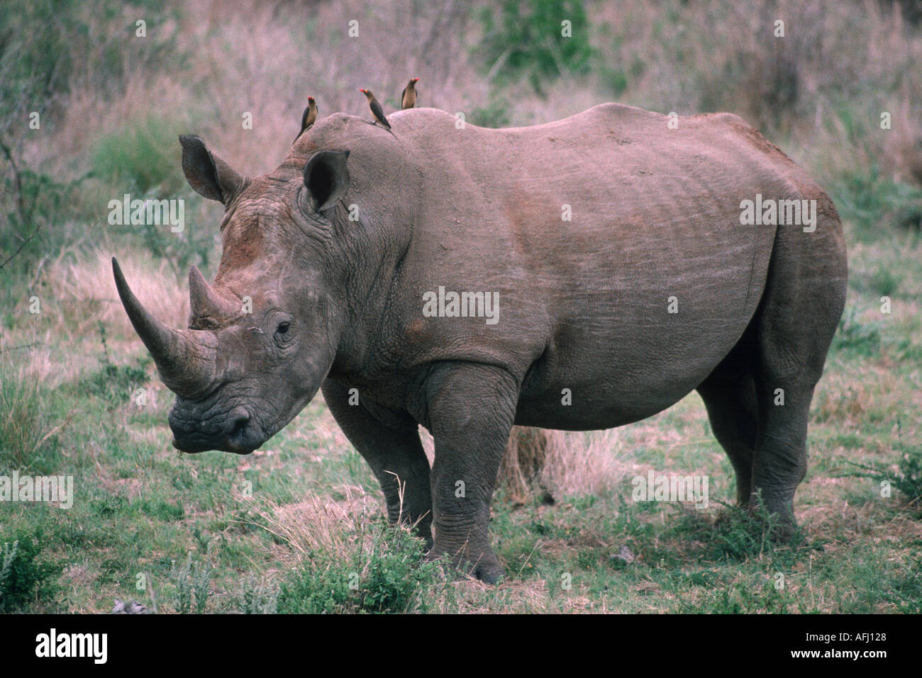 White rhinoceros oxpeckers Stock Photo - Alamy