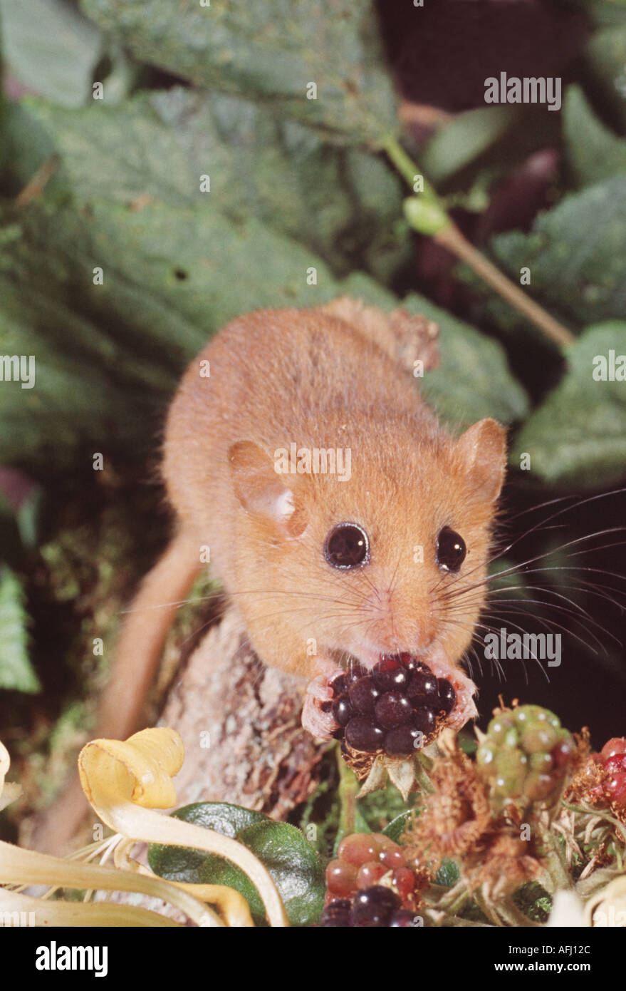 The dormouse hi-res stock photography and images - Alamy