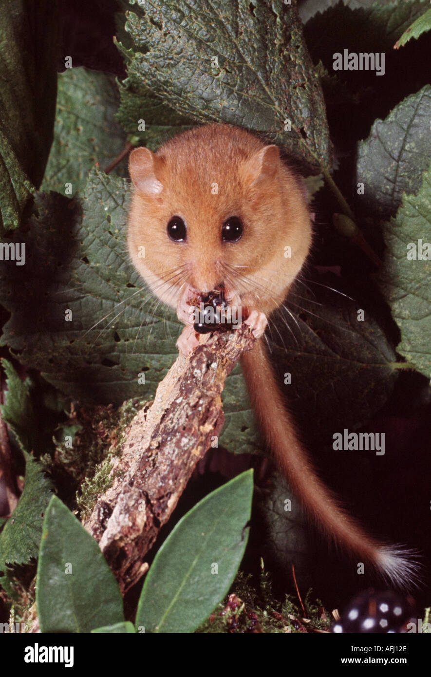 Dormouse uk hi-res stock photography and images - Alamy