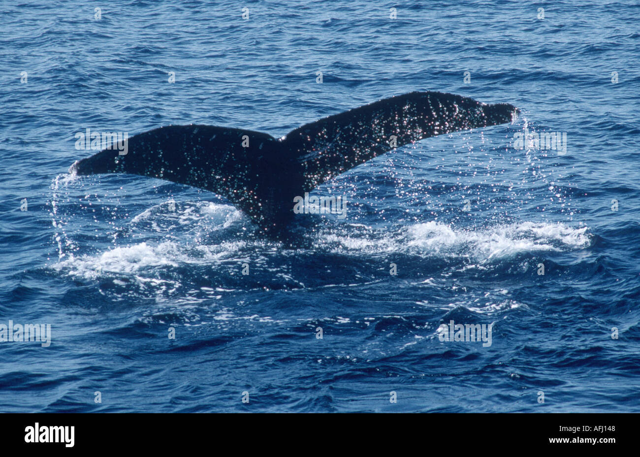 Humpback whale tail fluke Stock Photo - Alamy