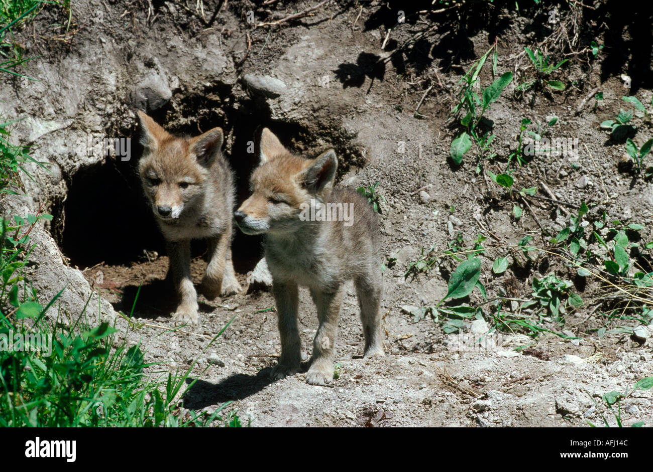 Coyote babies hi-res stock photography and images - Alamy