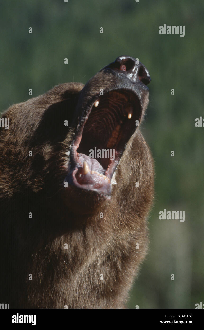 Aggressive brown bear Stock Photo - Alamy