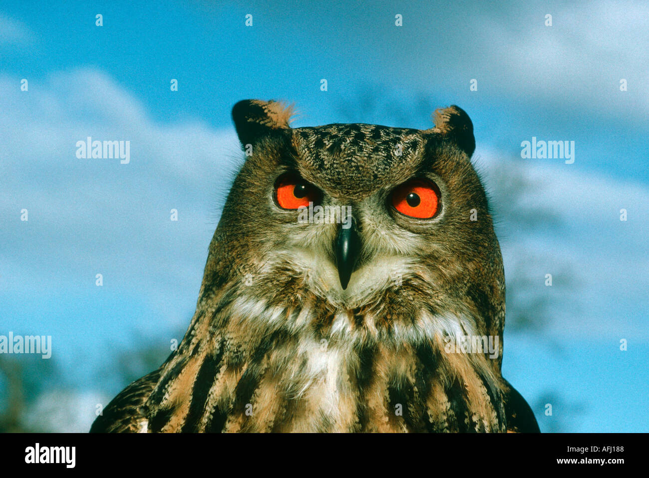 European eagle owl Stock Photo - Alamy