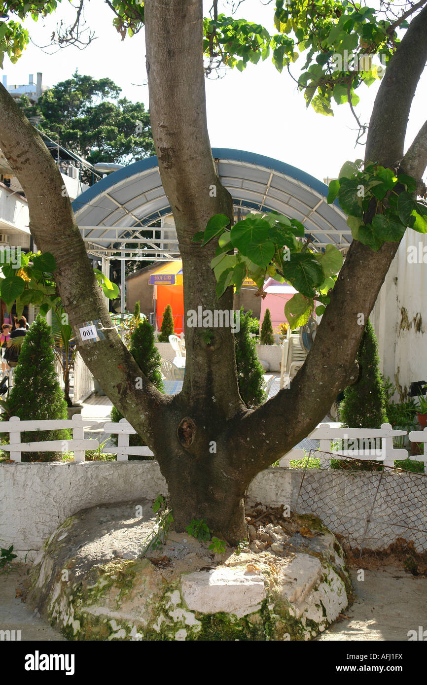 Hong kong tree hi-res stock photography and images - Alamy