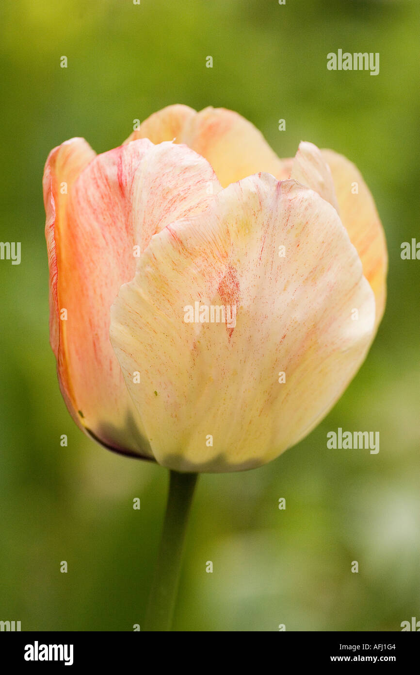 Single variegated backlit tulip Stock Photo - Alamy