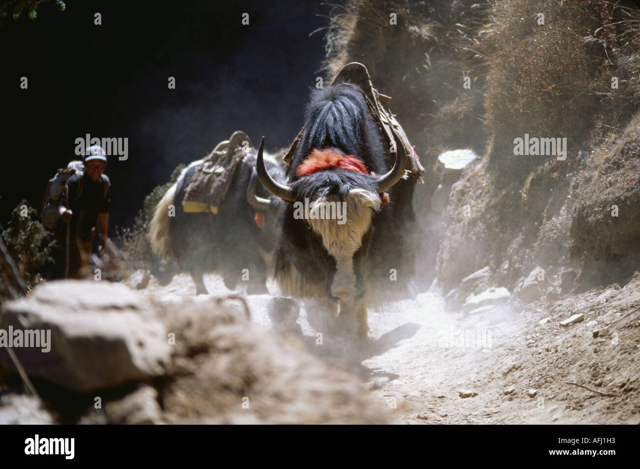 Shepa with Yak Caravan at the Sagamatha National Park, Everest region ...