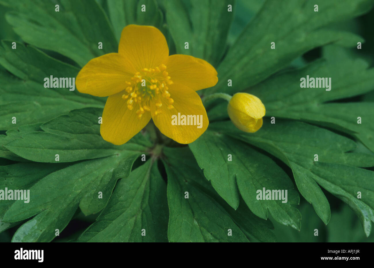 Grune anemone hi-res stock photography and images - Alamy