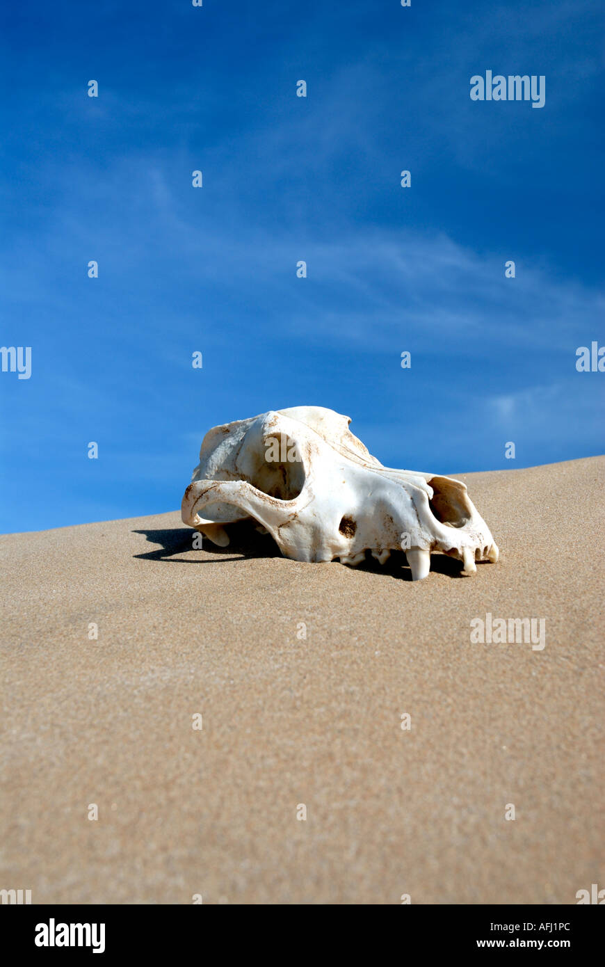 Dead animal skull in desert Stock Photo - Alamy