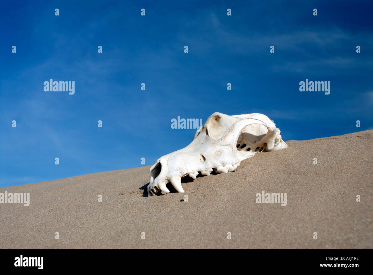 Dead animal skull in desert Stock Photo - Alamy