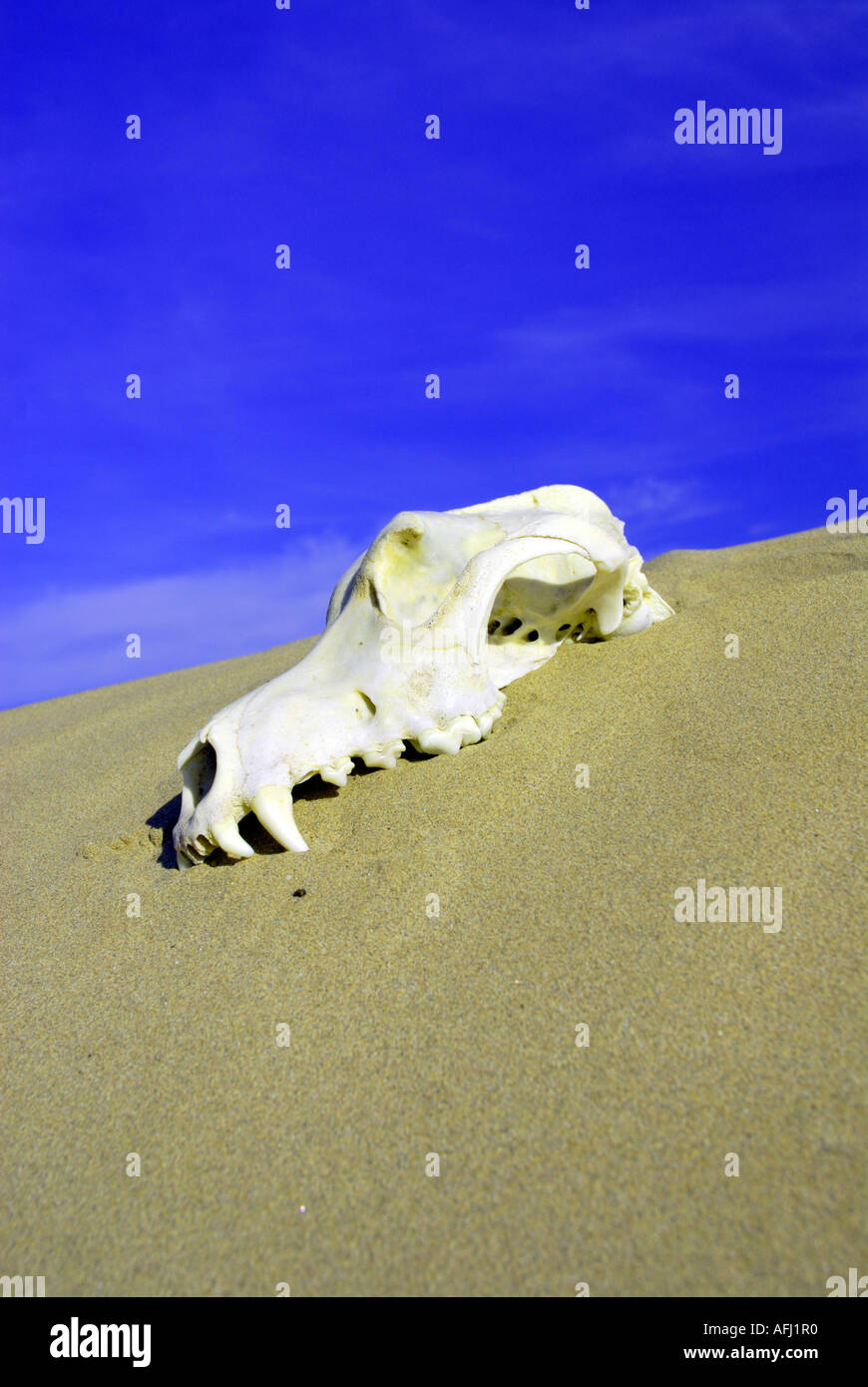 Dead animal skull in desert Stock Photo - Alamy