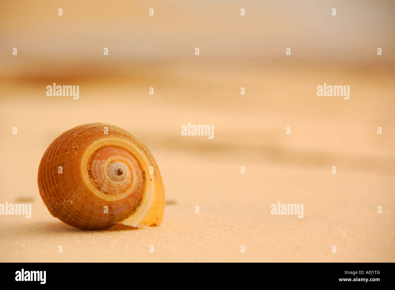 Lone Seashell on Sandy Beach Stock Photo - Alamy