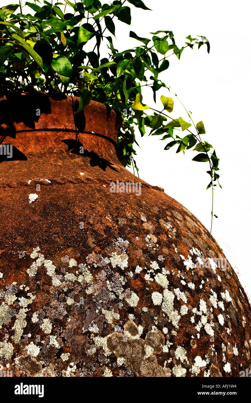 Plant in weathered terracotta pot Stock Photo - Alamy