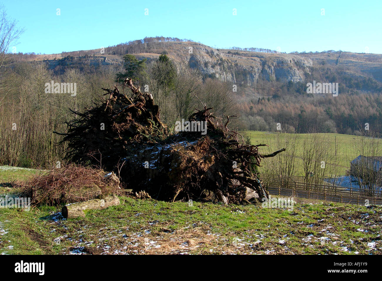 Tree roots torn out the ground Stock Photo - Alamy