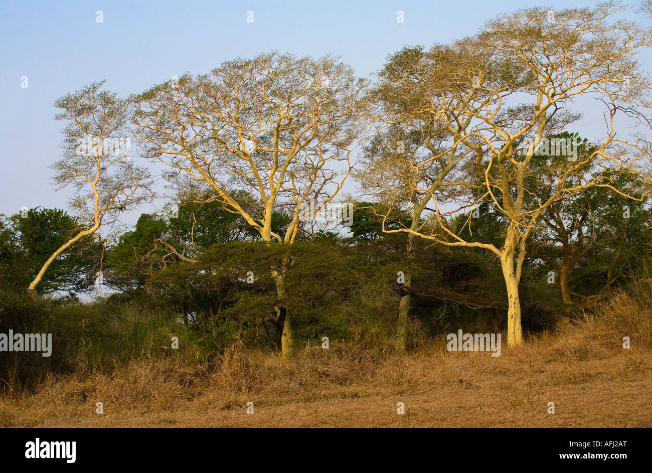 Fever bush africa hi-res stock photography and images - Alamy